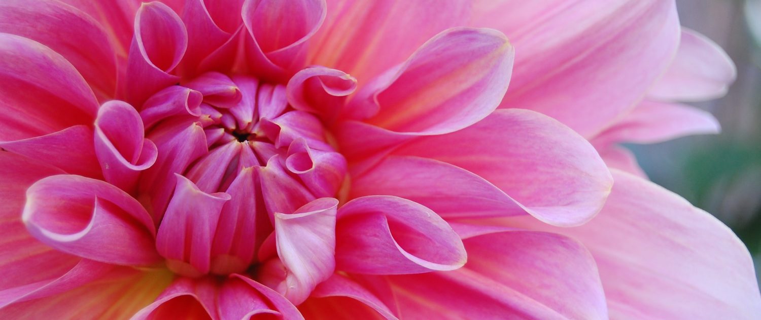 cropped-flower-1181865_1920-1.jpg | the meowing vet