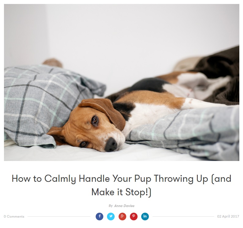 You Make Me Want to Barf!: Causes of Dog Vomiting | the meowing vet