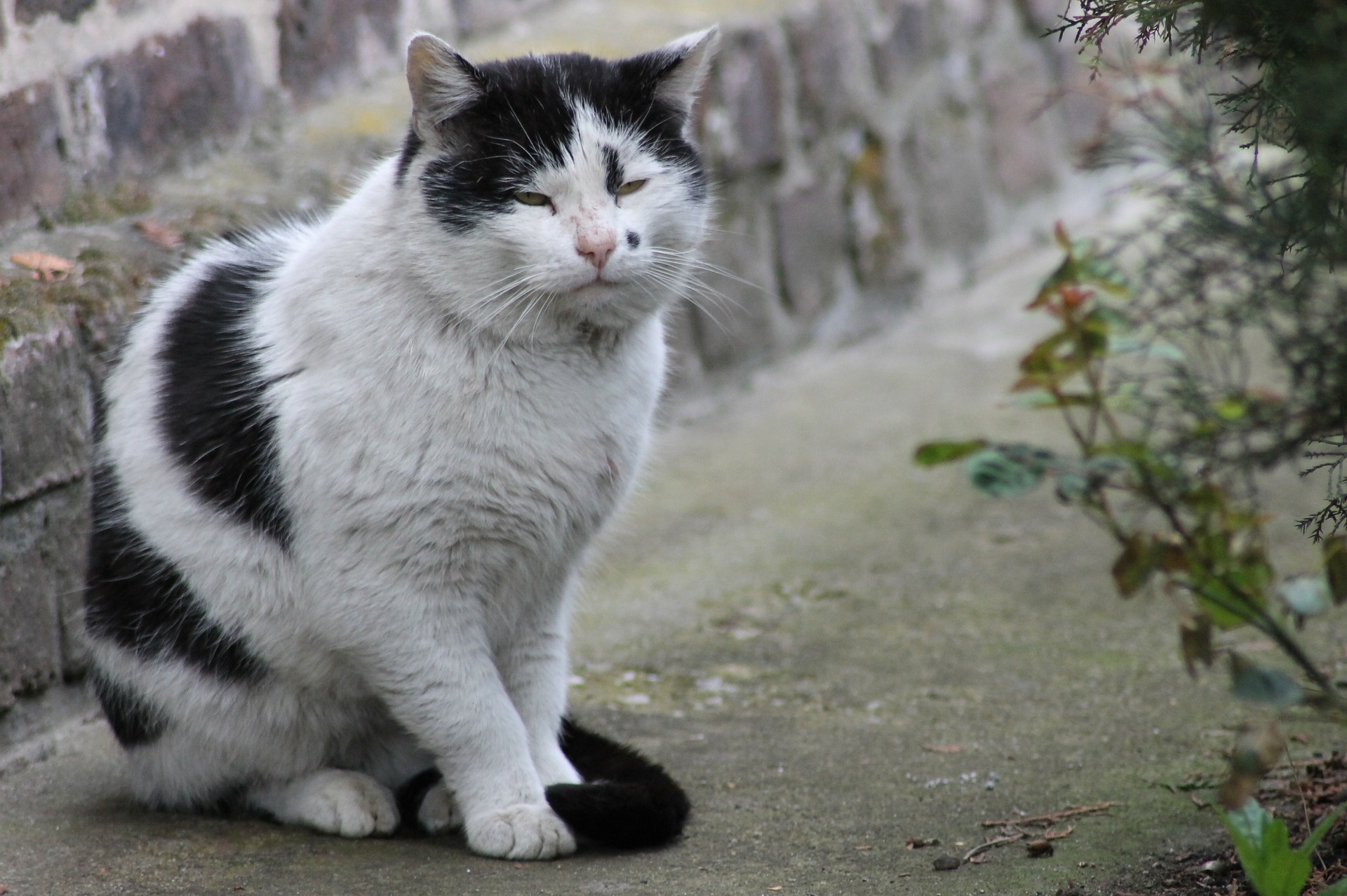 Kitty Colds: Feline Upper Respiratory Infection (URI) – The Meowing Vet ...