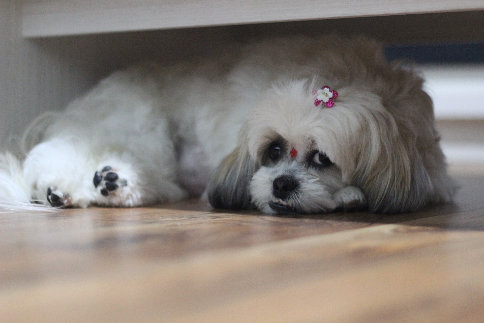 Urinary Stones (Uroliths) in Dogs and Cats – The Meowing Vet | the ...