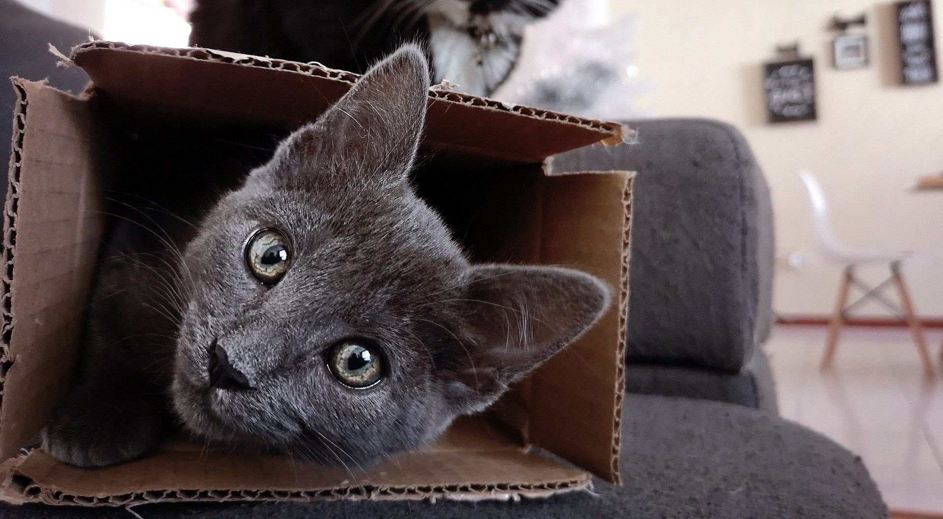 Cat Digestive System: A Closer Look at How It Works – a collaboration ...