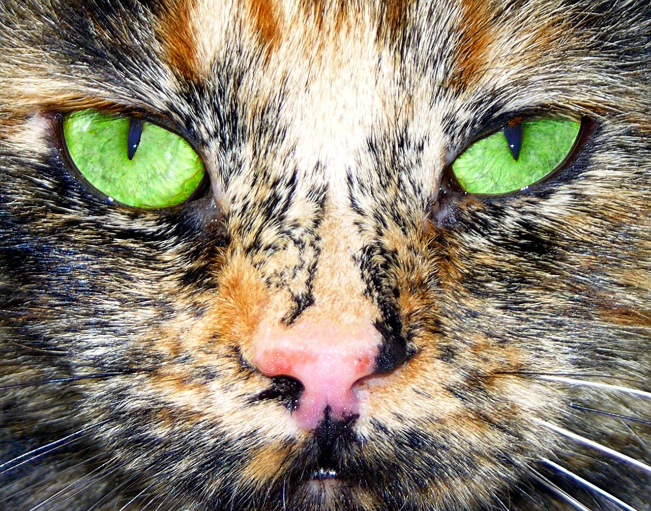 Healthy Cat Gums: What Should They Look Like? – a collaboration with ...